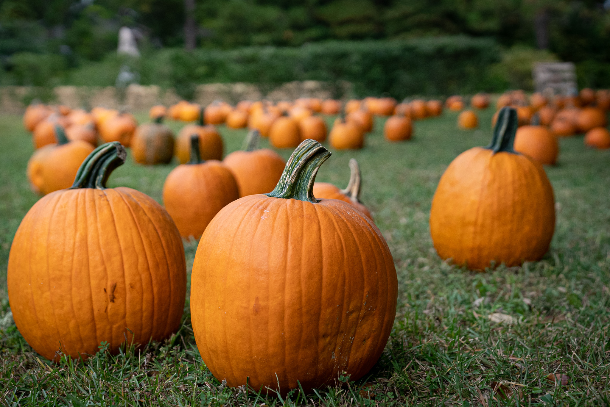 Twiddy's 2021 Halloween Contests | Inside Twiddy | Twiddy Blog