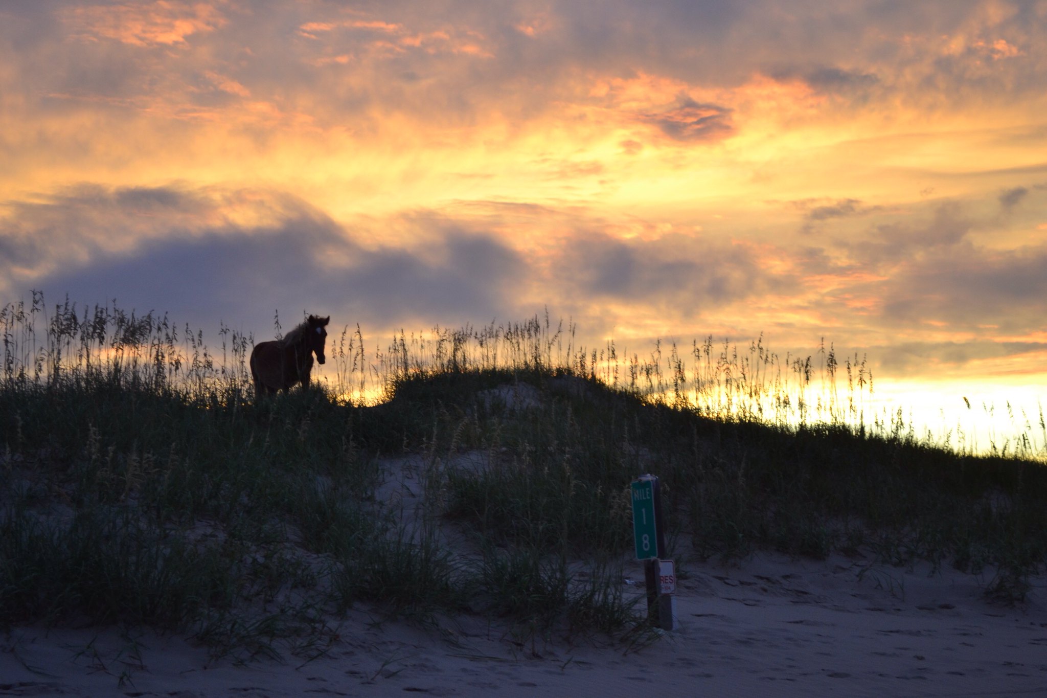 Outer Banks Blog | Twiddy Blog